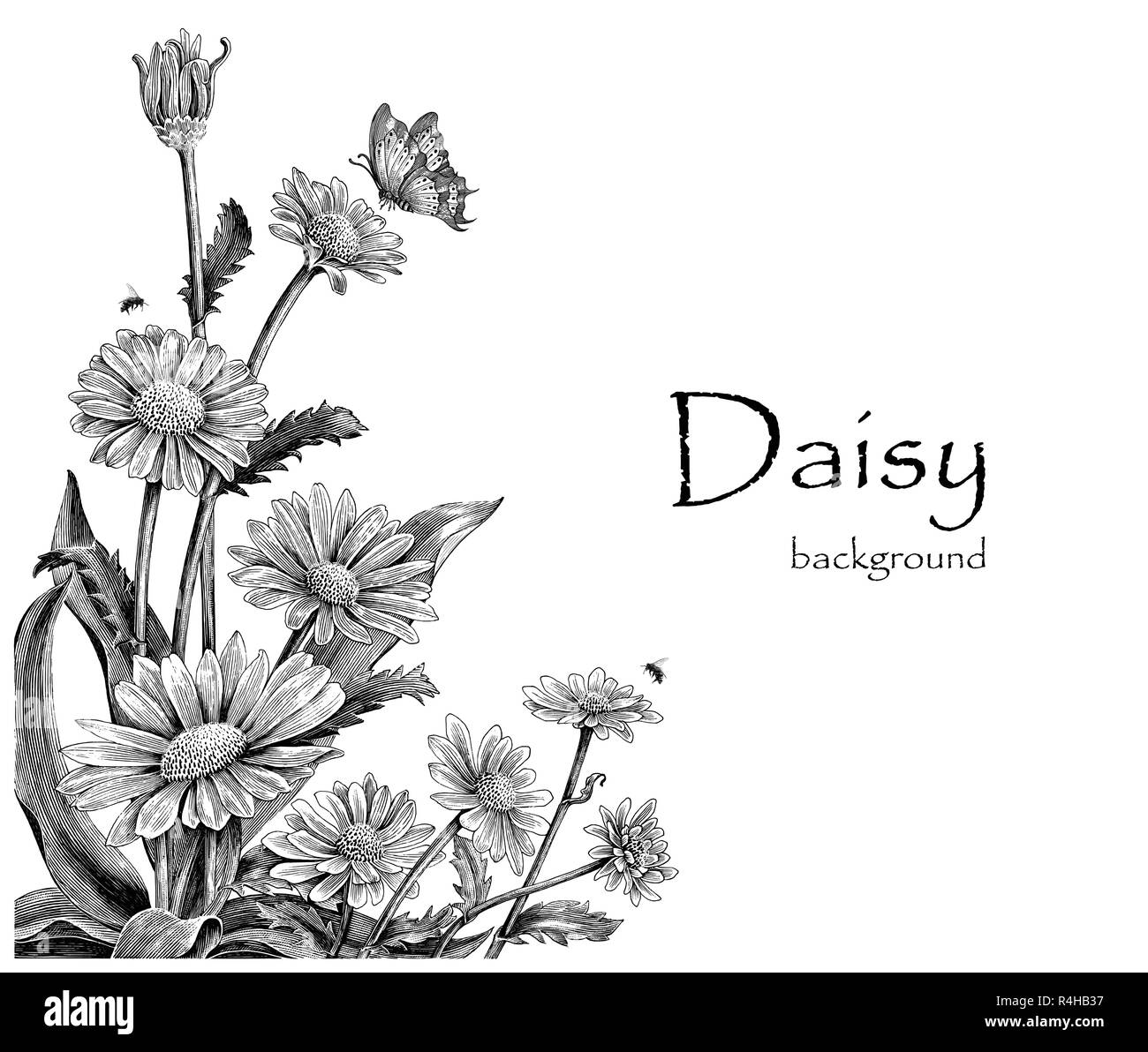 Daisy flower drawing hi-res stock photography and images - Alamy