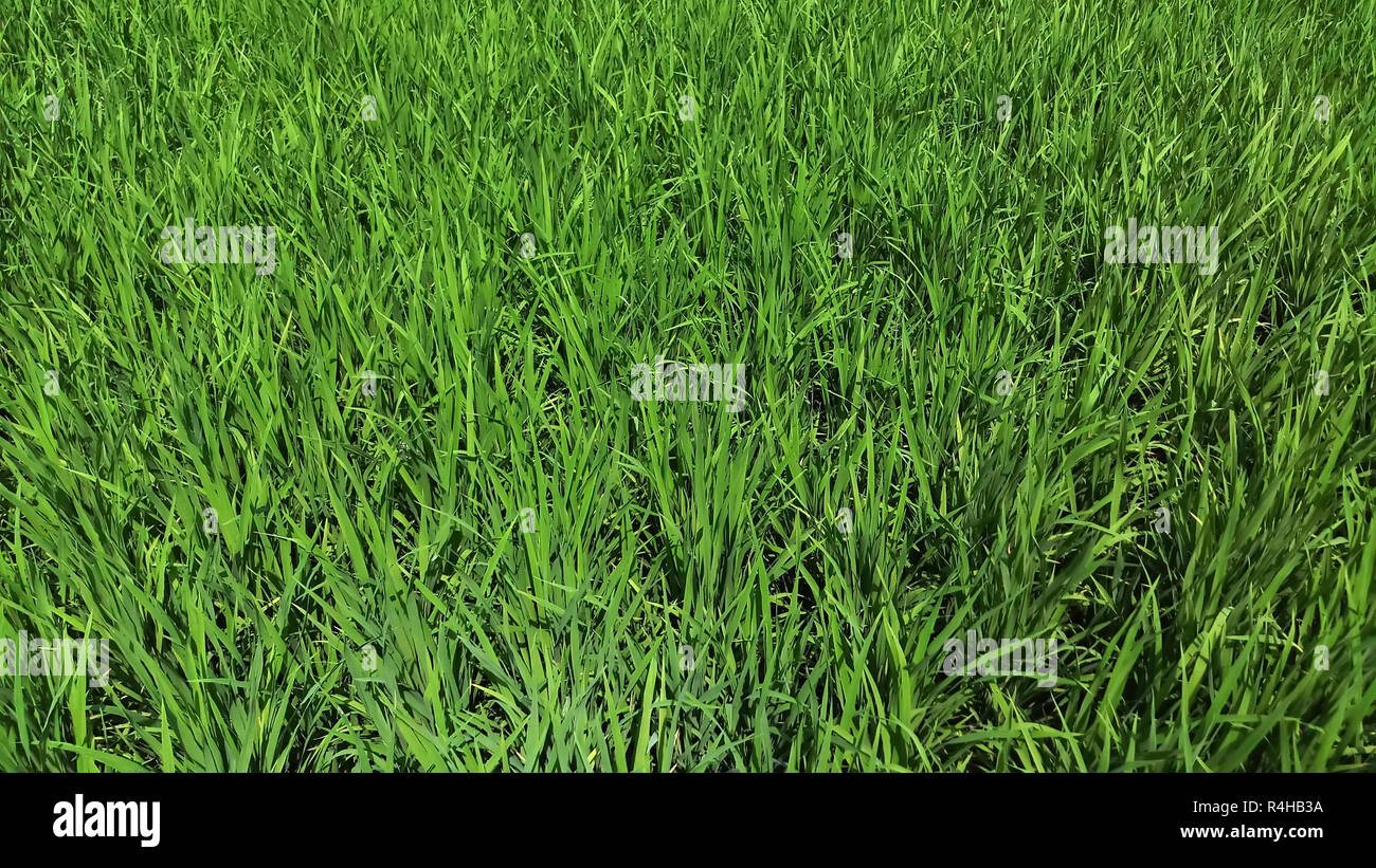 Natural green rice field background Stock Photo - Alamy