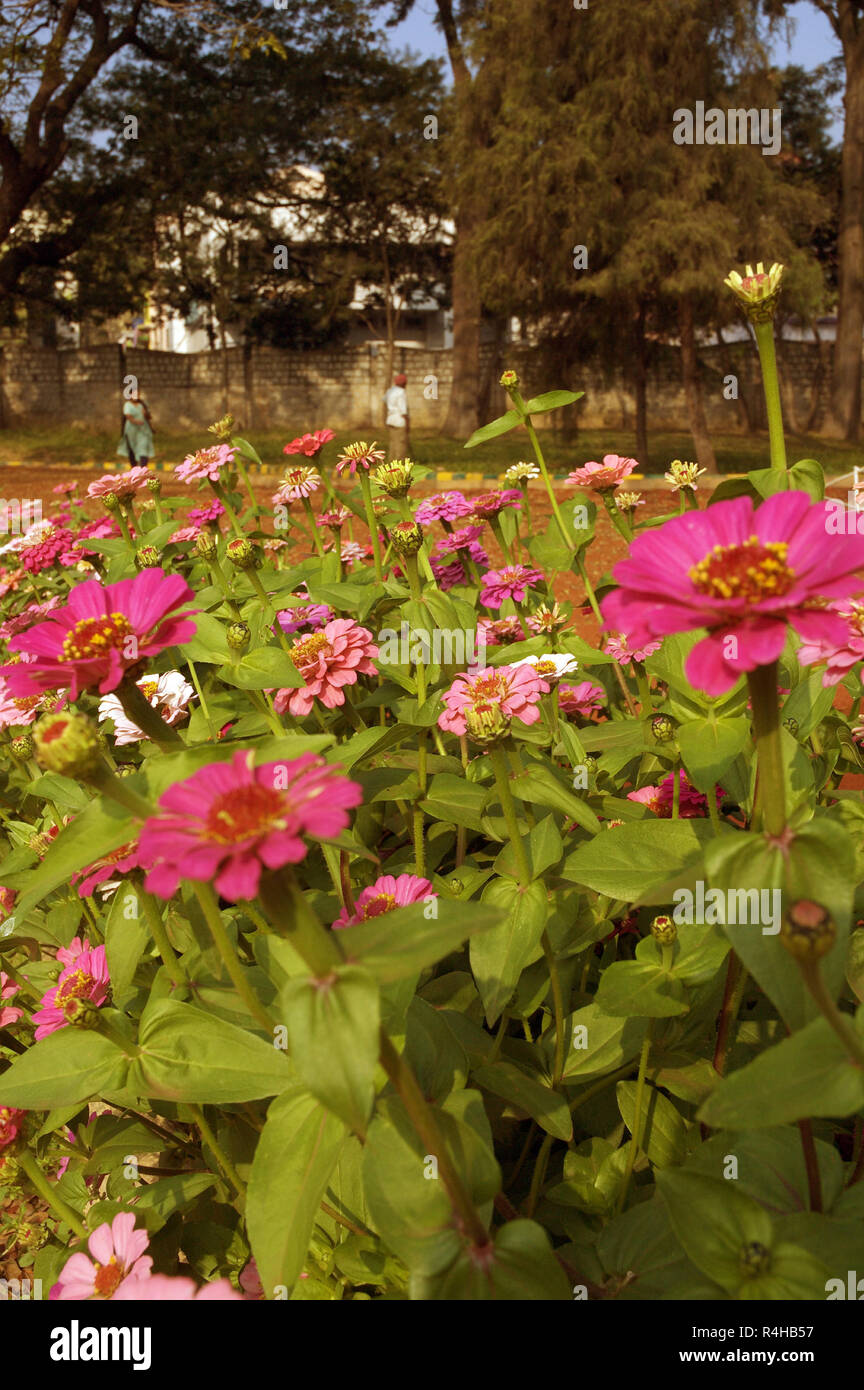Picture of some cosmos leaves hi-res stock photography and images - Alamy