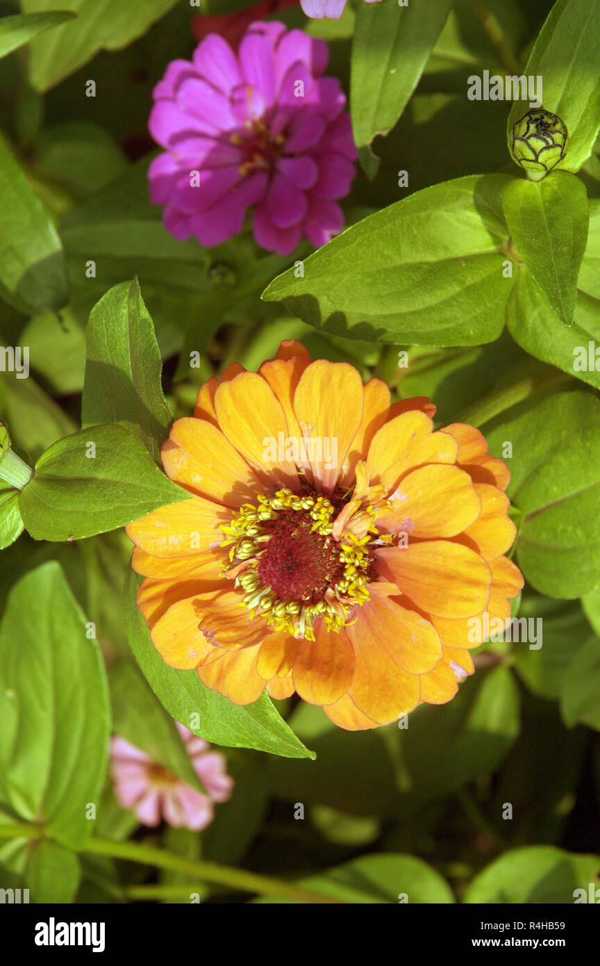 Picture of some cosmos leaves hi-res stock photography and images - Alamy