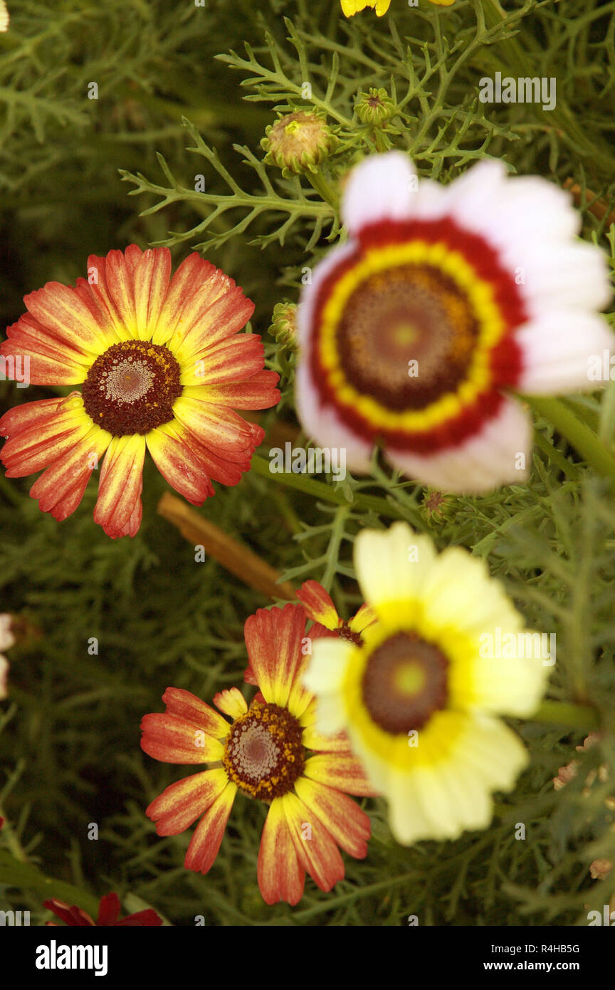 Venidium hi-res stock photography and images - Alamy