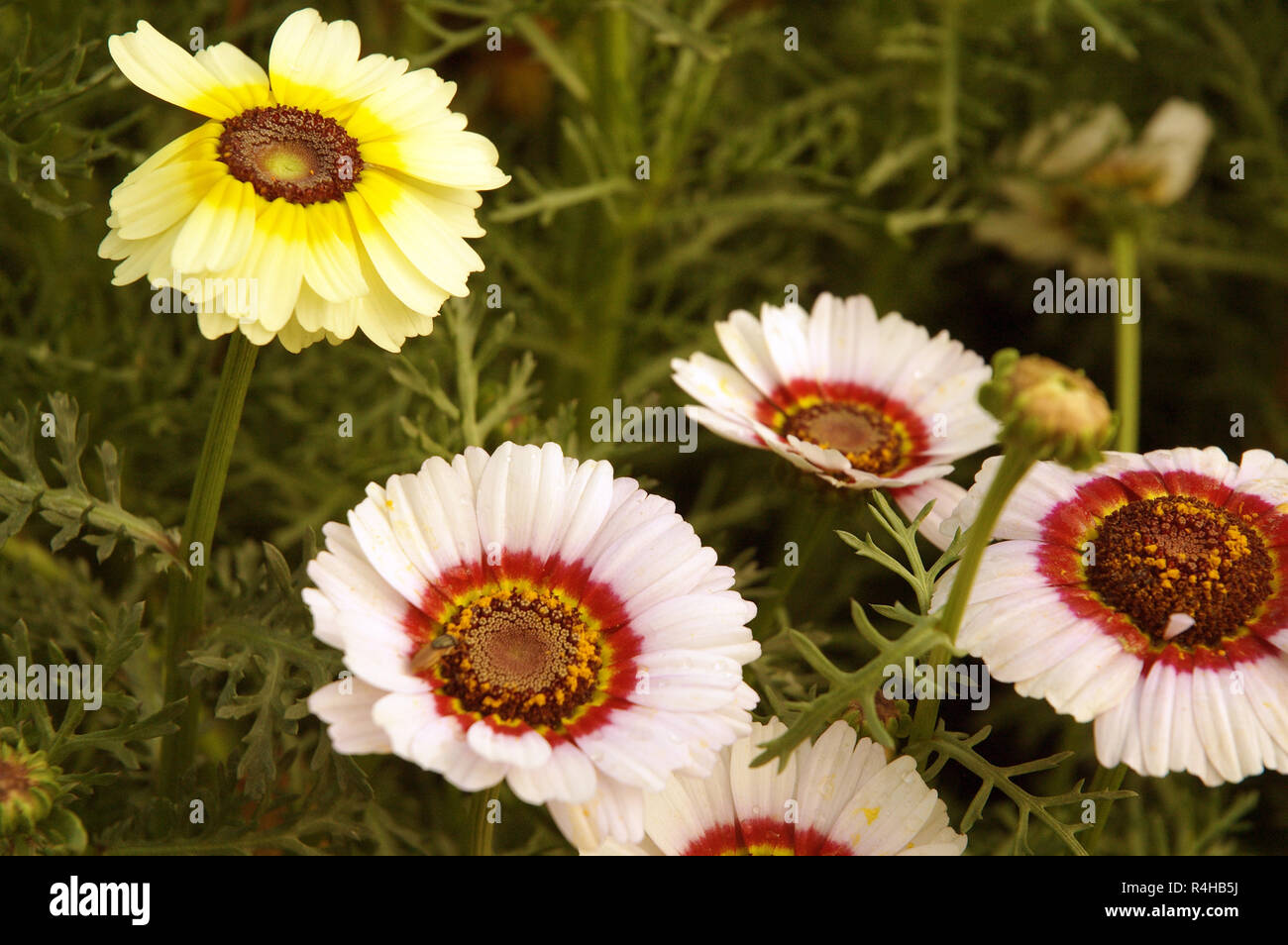 Venidium hi-res stock photography and images - Alamy