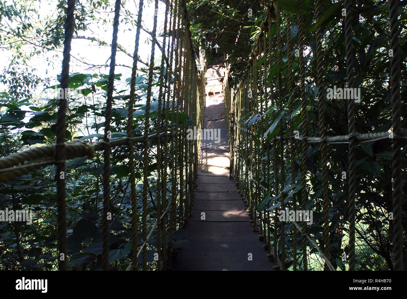 Wooden bridge between trees Stock Photo - Alamy
