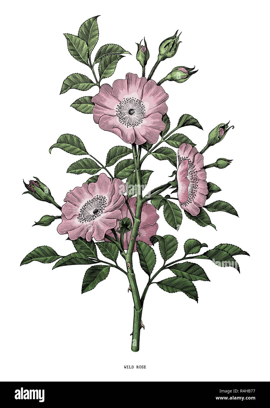 Wild rose hand drawing vintage clip art isolated on white background ...
