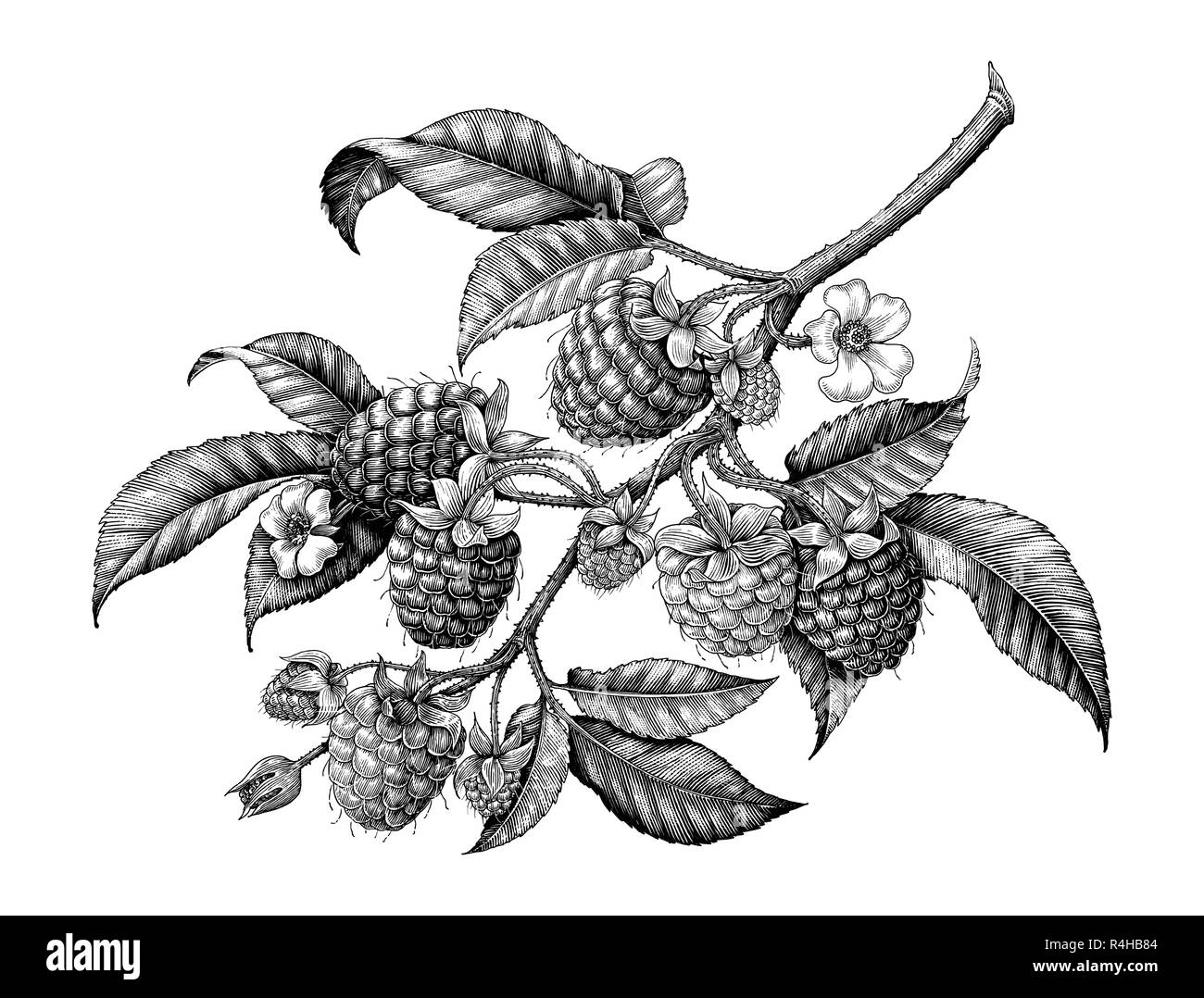 Raspberry branch hand drawing black and white vintage clip art isolated ...