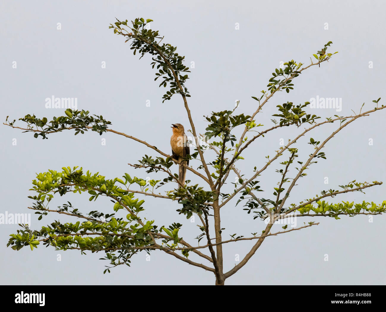 Isolated Spectacled bird sitting on a branch of tree in a sunny morning ...