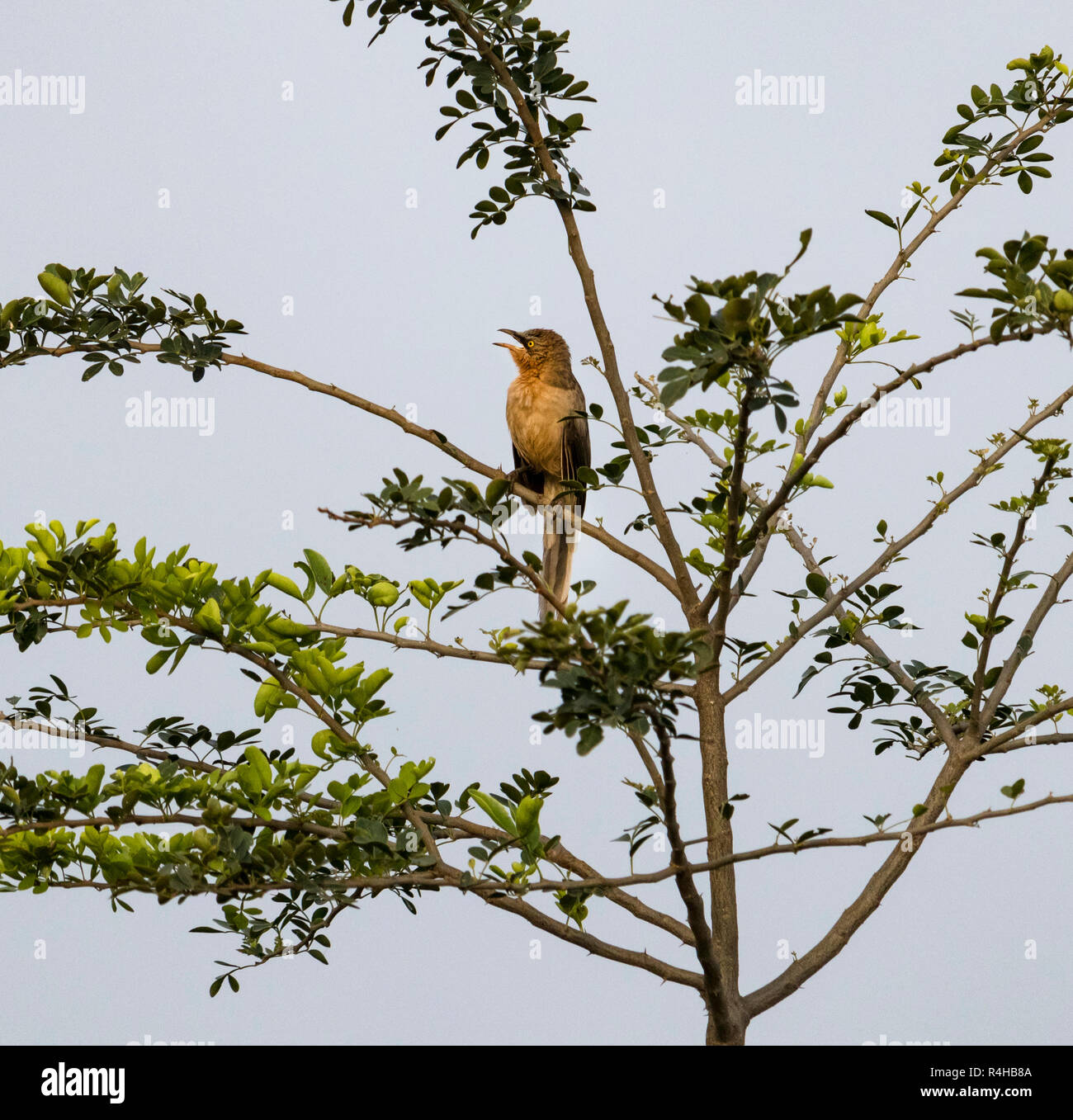 The spectacled thrush, bare-eyed thrush, or yellow-eyed thrush, is a ...