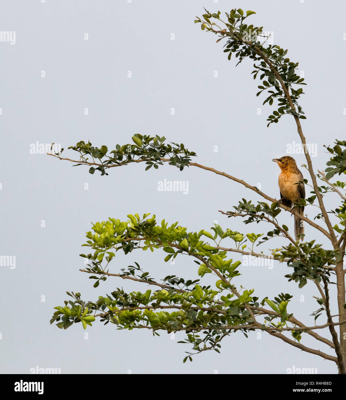 The spectacled thrush, bare-eyed thrush, or yellow-eyed thrush, is a ...