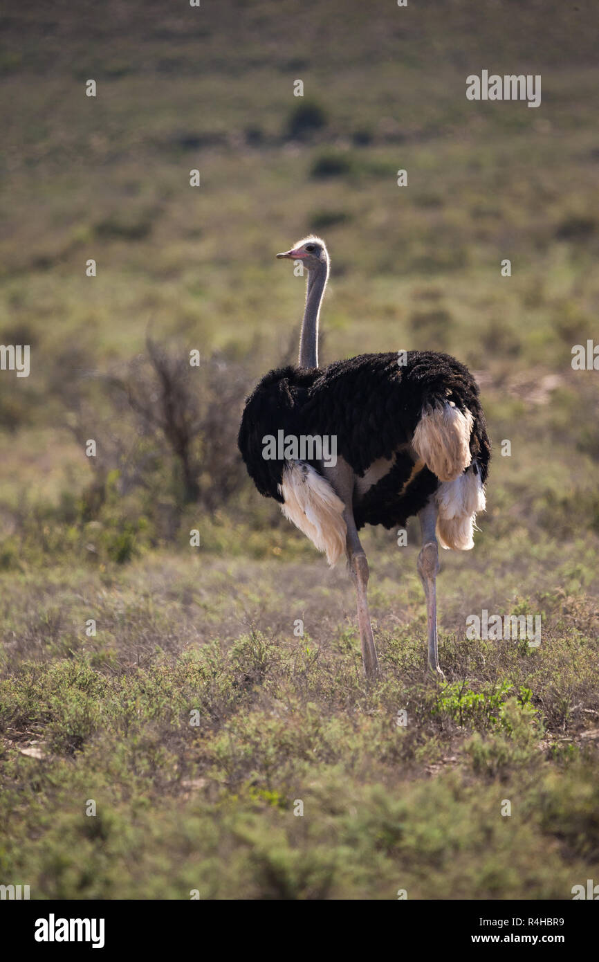 Male ostrich (Struthio camelus) standing in the wild looking to the ...