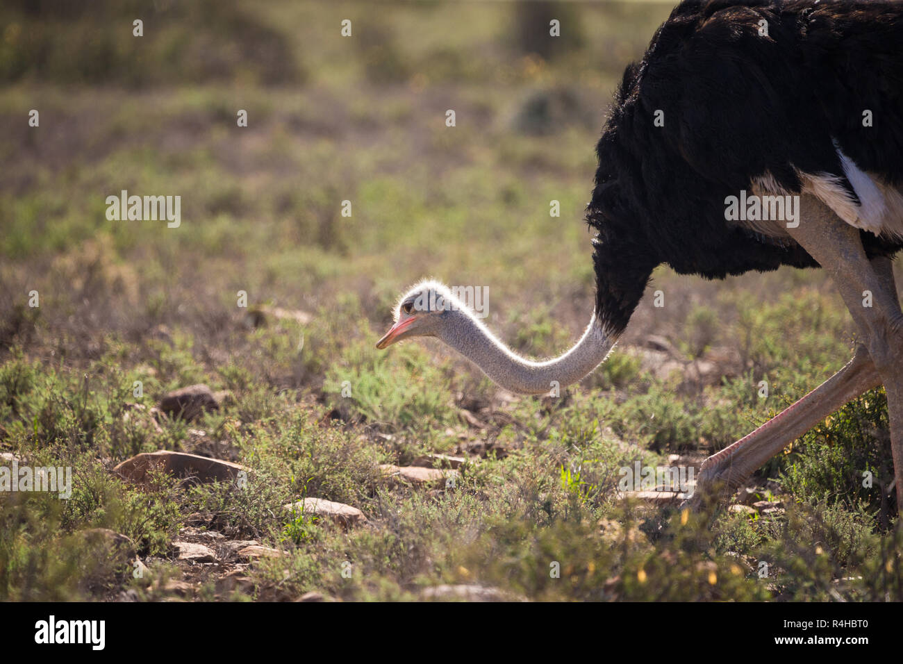 male ostrich (Struthio camelus) feeding in the wild Karoo National Park ...
