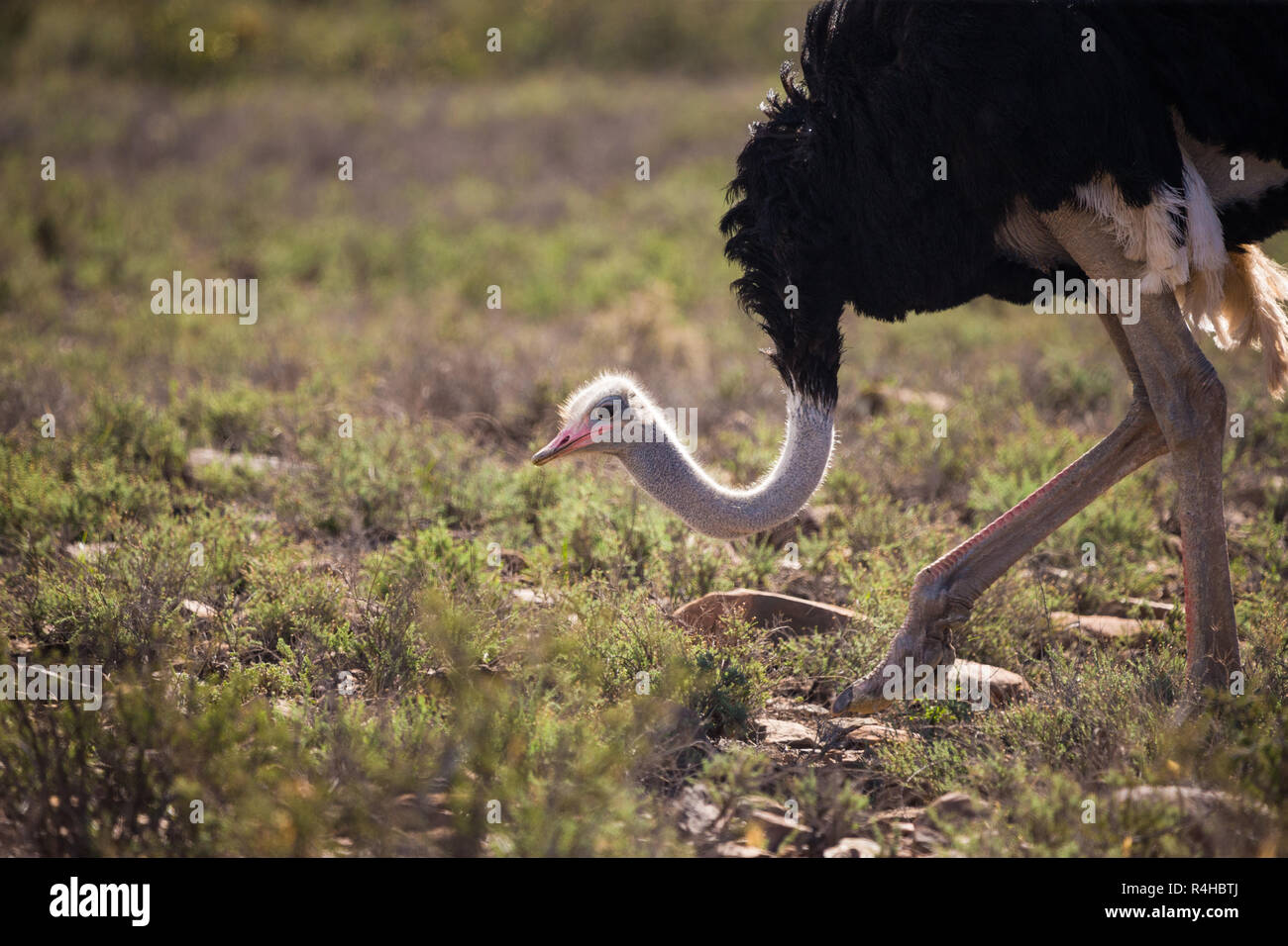 male ostrich (Struthio camelus) feeding in the wild Karoo National Park ...