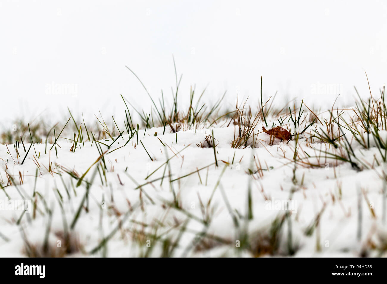snow covered grass Stock Photo - Alamy