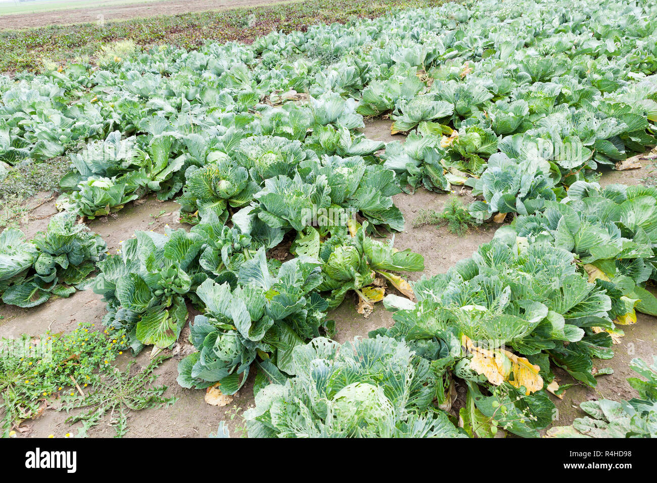 field with green cabbage Stock Photo - Alamy