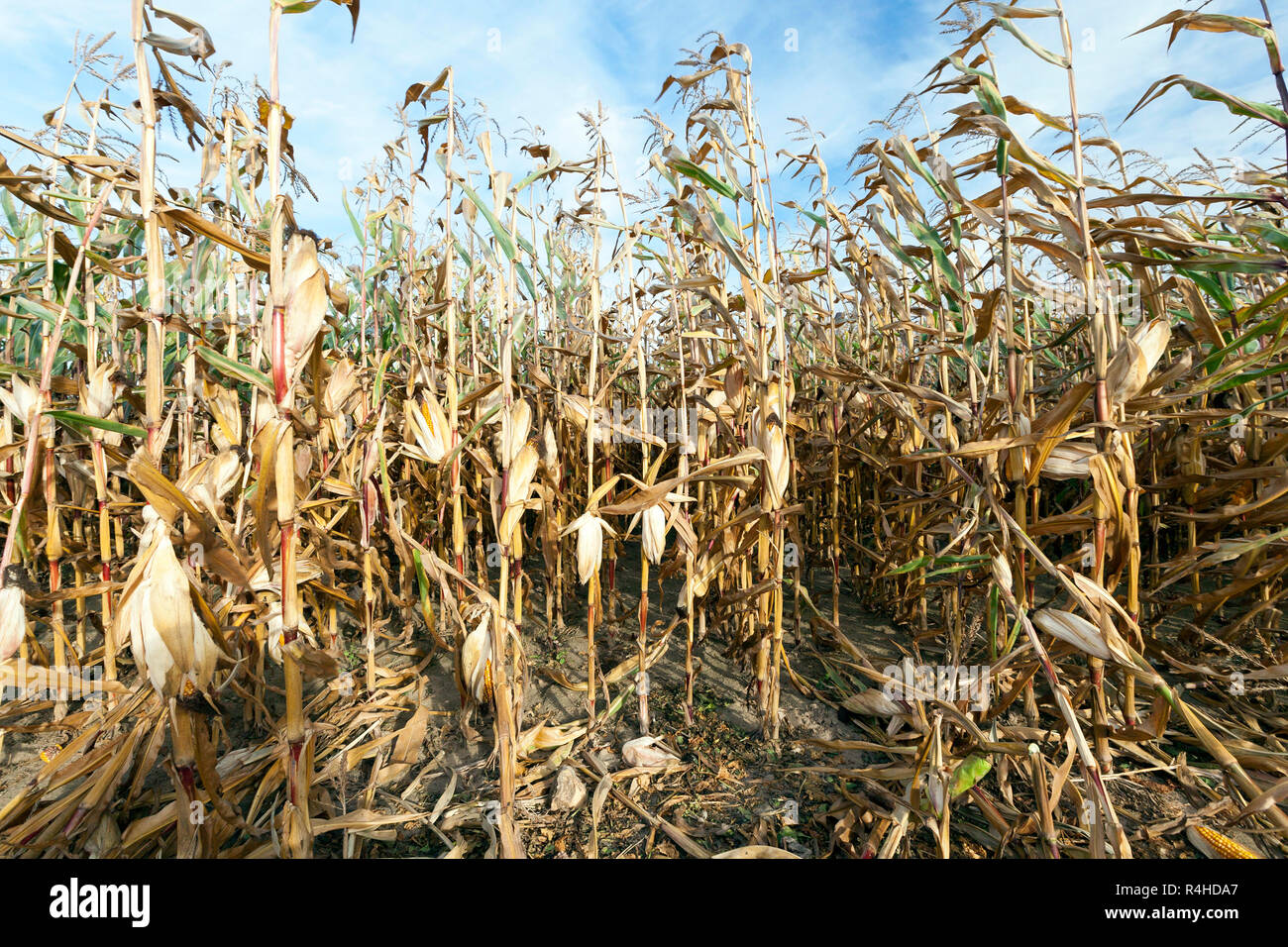 Field corn, agriculture Stock Photo - Alamy