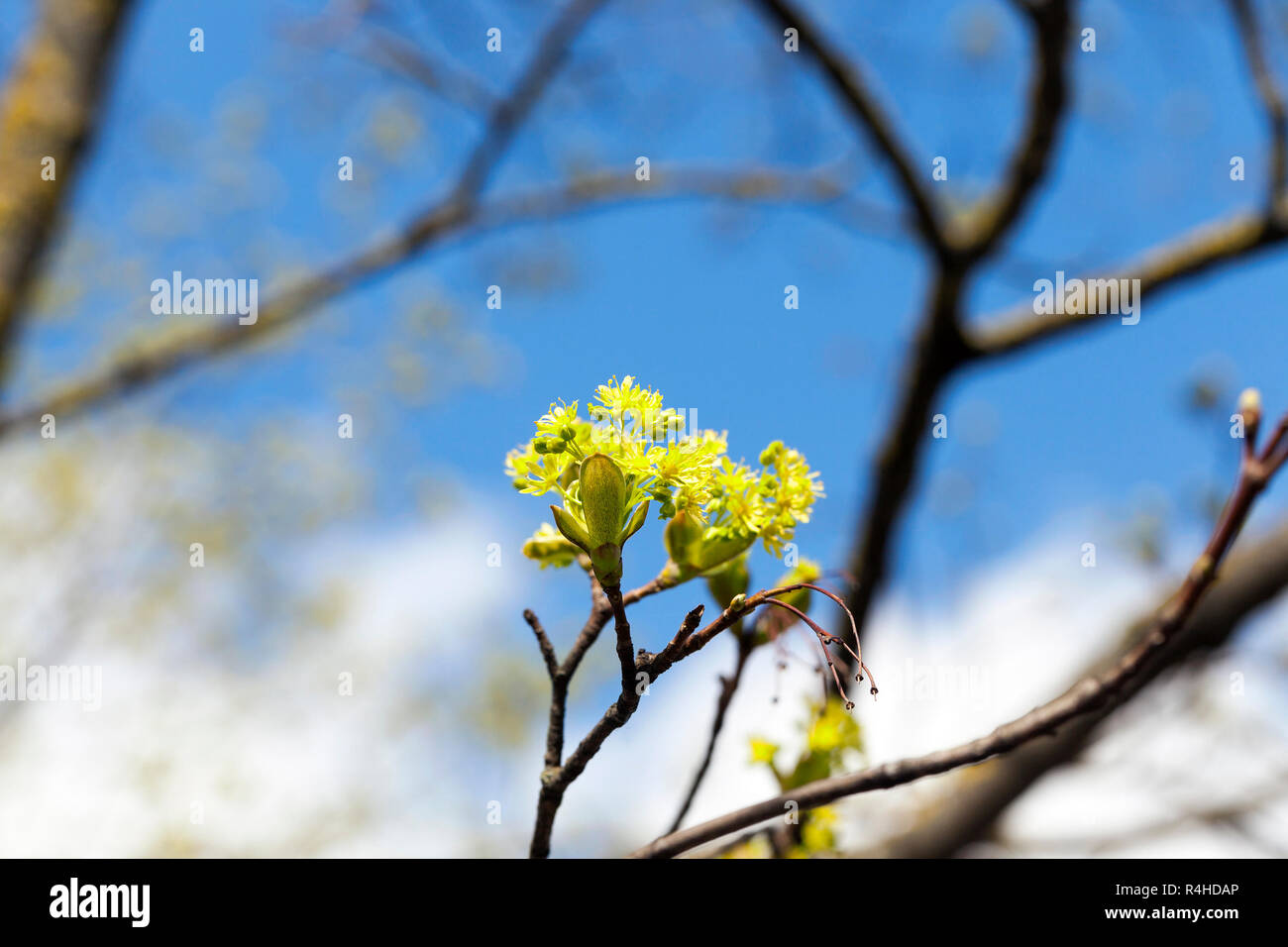 flowering maple tree Stock Photo - Alamy