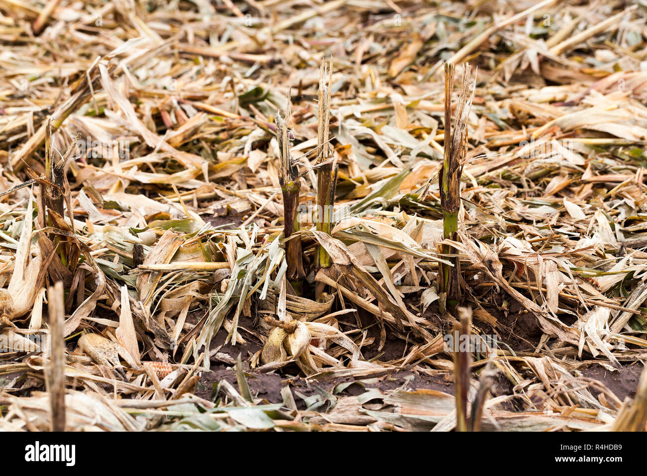 husks and leaves of corn Stock Photo - Alamy