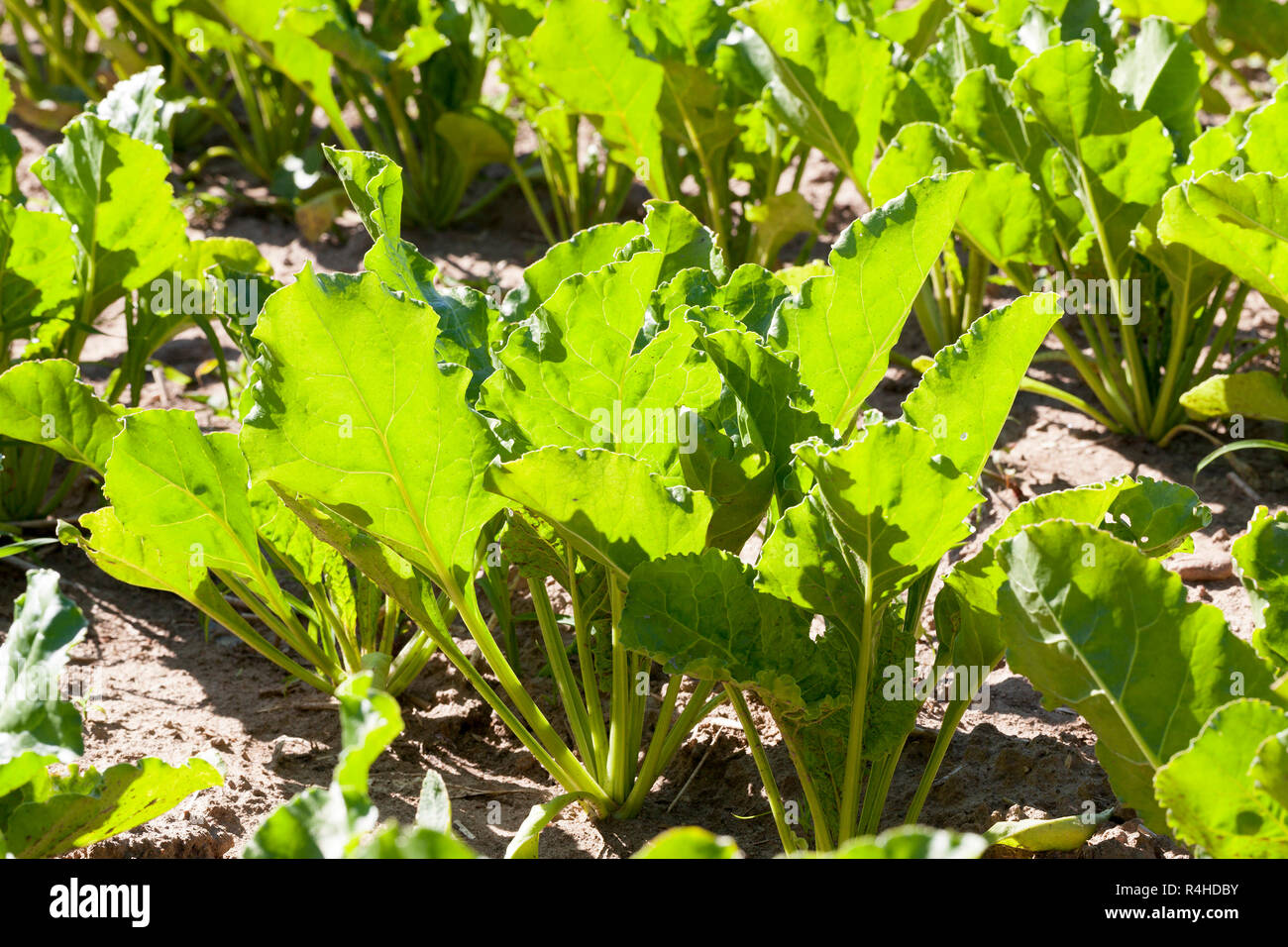 green beet leaves Stock Photo - Alamy