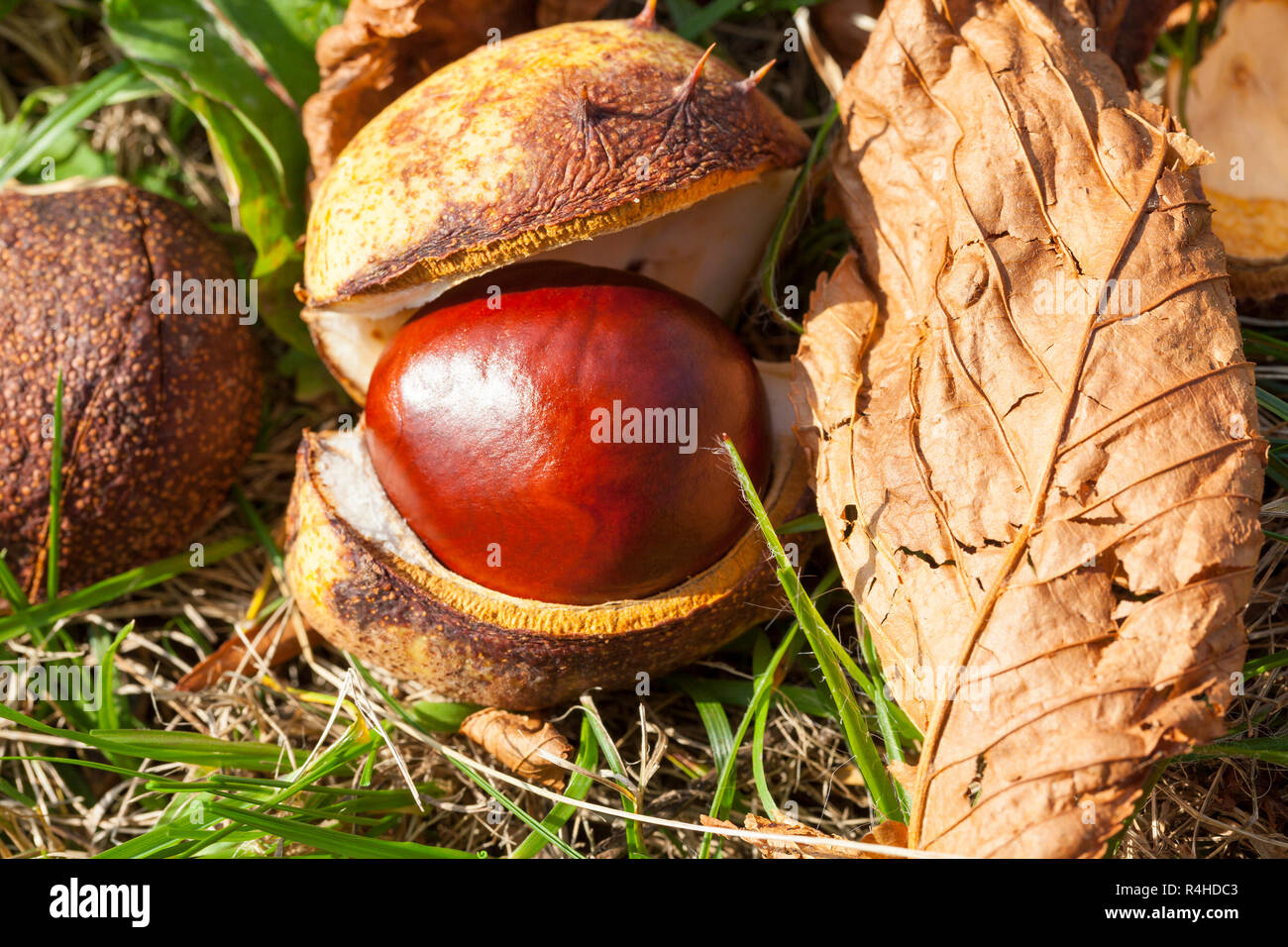 Tawny brownish color hi-res stock photography and images - Alamy