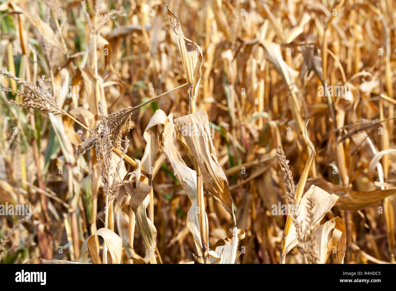 Cereal yellowed hi-res stock photography and images - Alamy