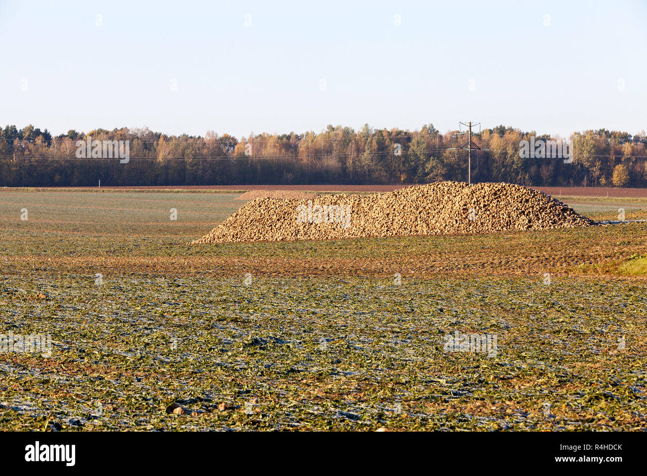 Beet breeding hi-res stock photography and images - Alamy