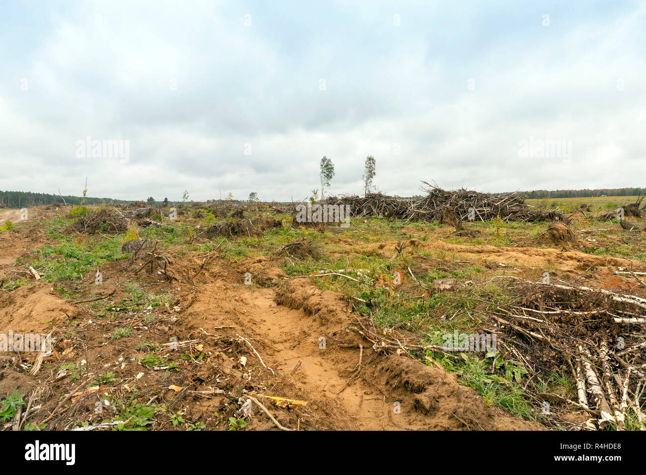birch trees after a storm Stock Photo - Alamy