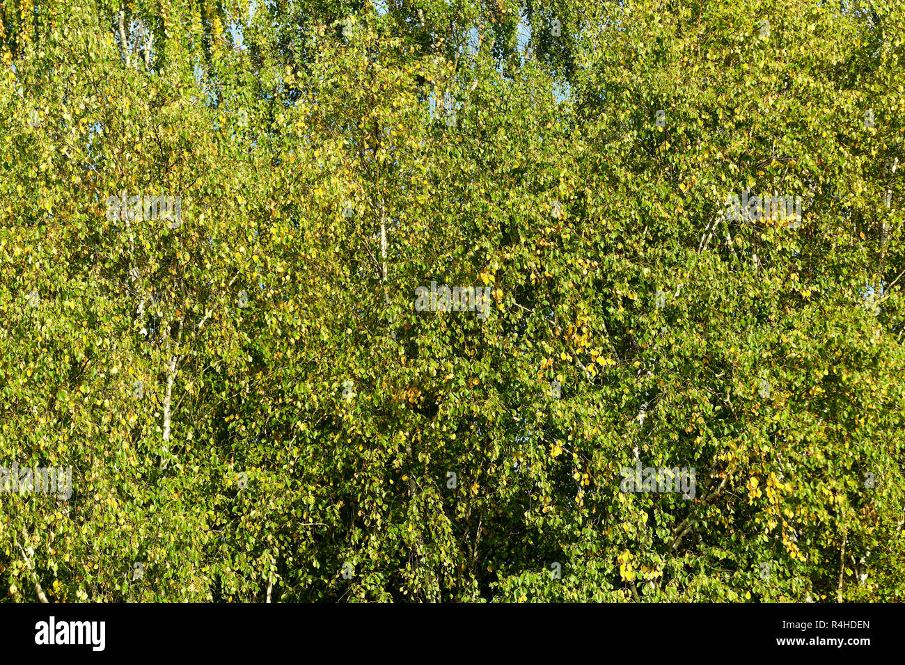 green birch leaves Stock Photo - Alamy