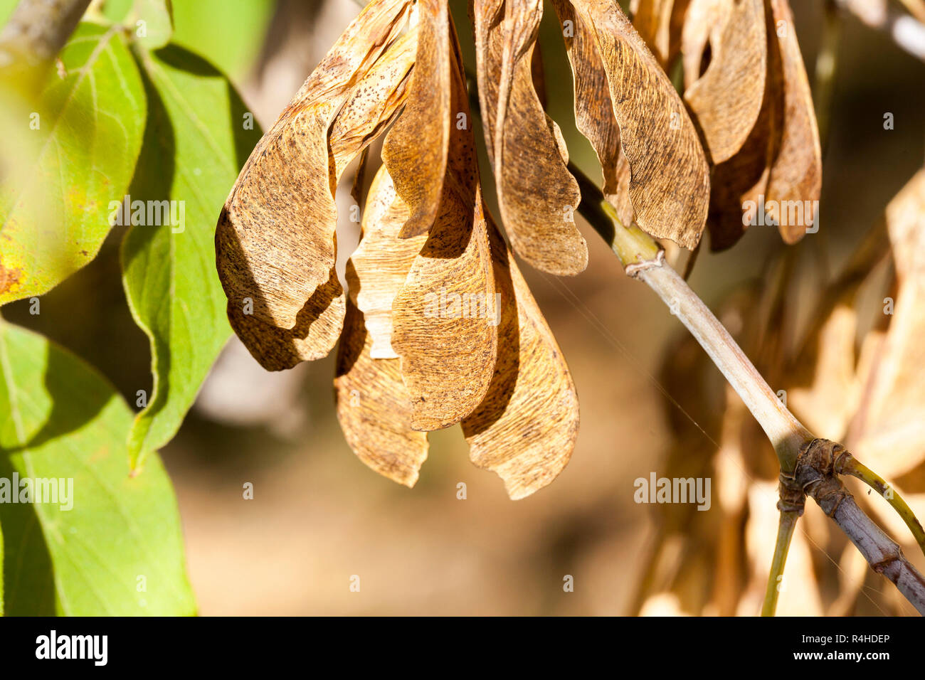 Maple seed falling hi-res stock photography and images - Alamy