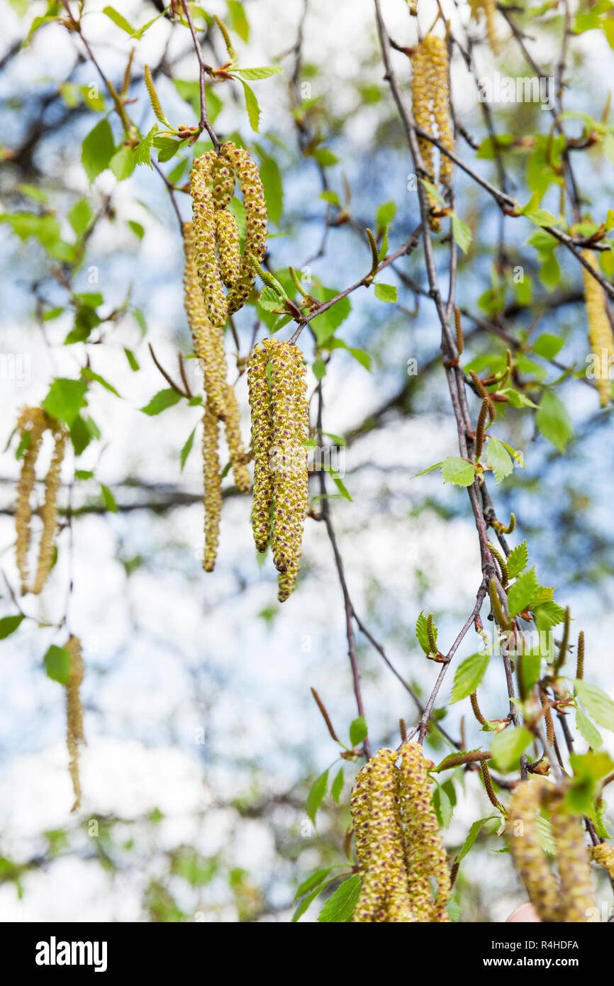 birch catkins, outdoors Stock Photo - Alamy