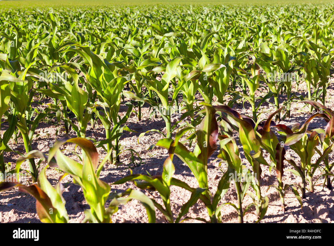Field with corn Stock Photo - Alamy