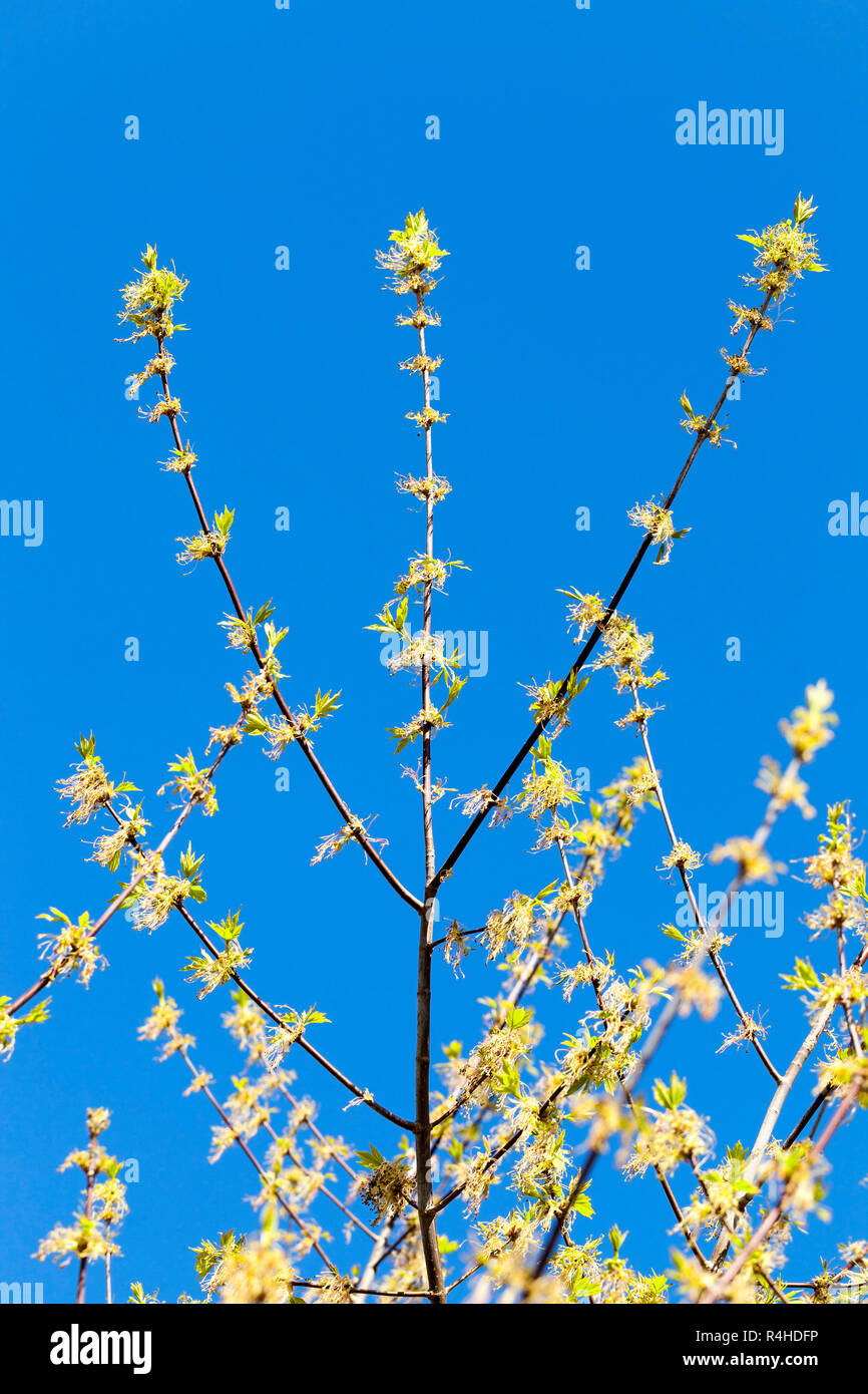 flowering maple tree Stock Photo - Alamy