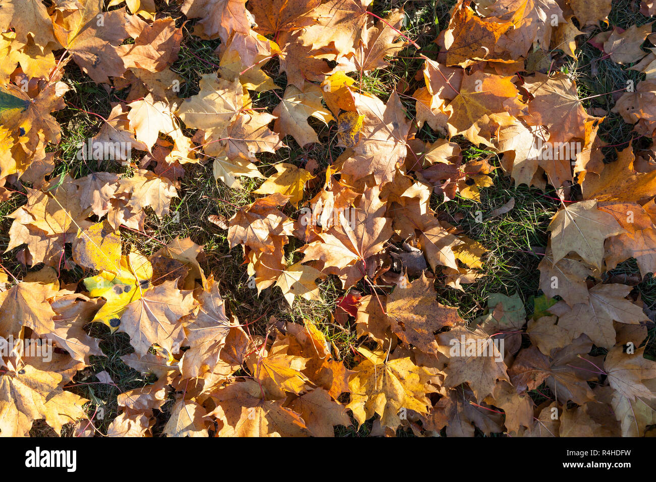 Maple decline hi-res stock photography and images - Alamy