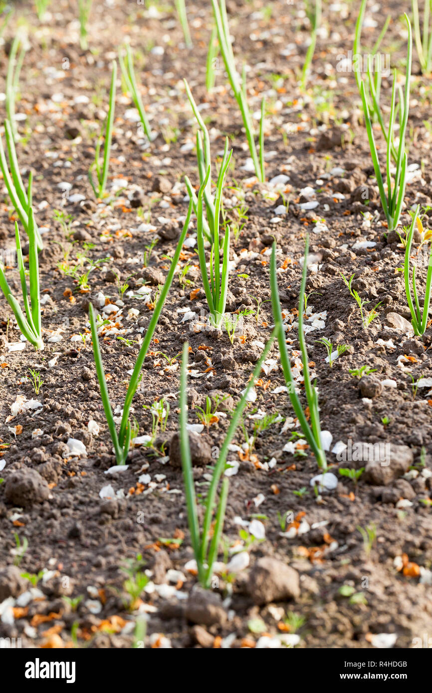 Hop sprouts hi-res stock photography and images - Alamy