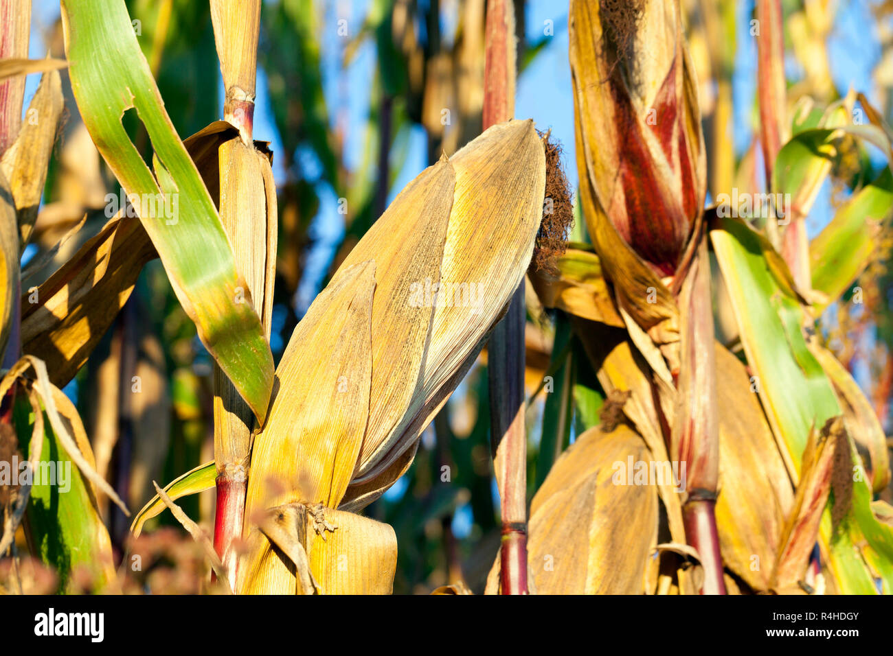Field corn, agriculture Stock Photo - Alamy