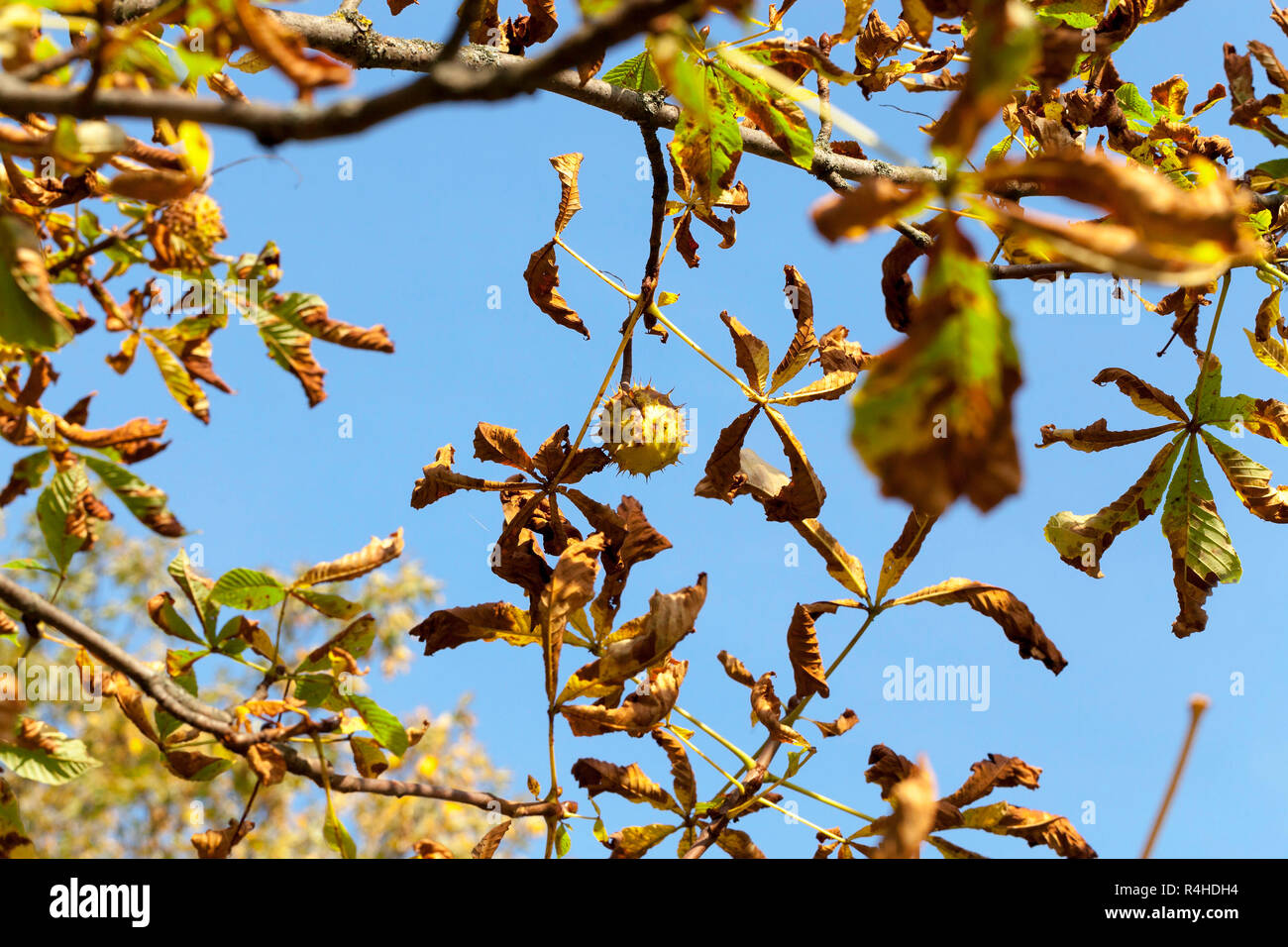 Burned chestnut tree hi-res stock photography and images - Alamy
