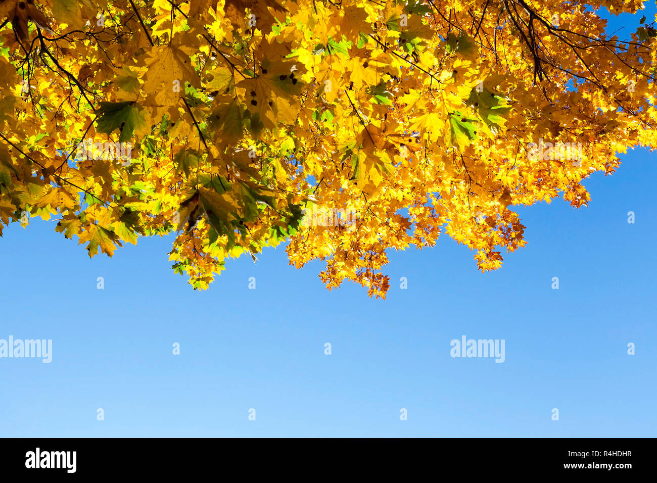 autumn yellow park Stock Photo - Alamy