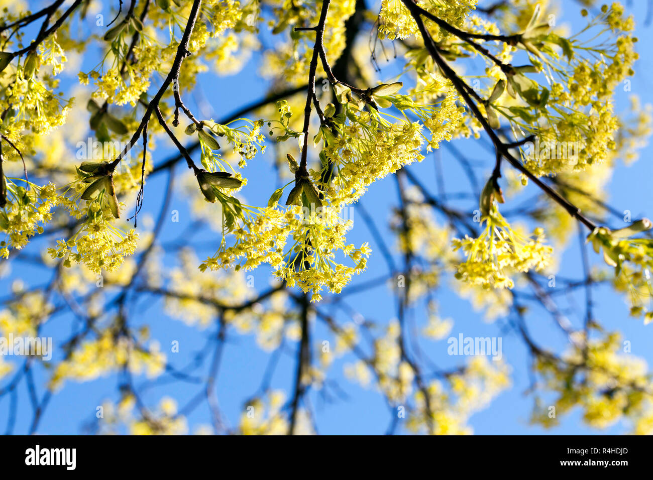 flowering maple tree Stock Photo - Alamy