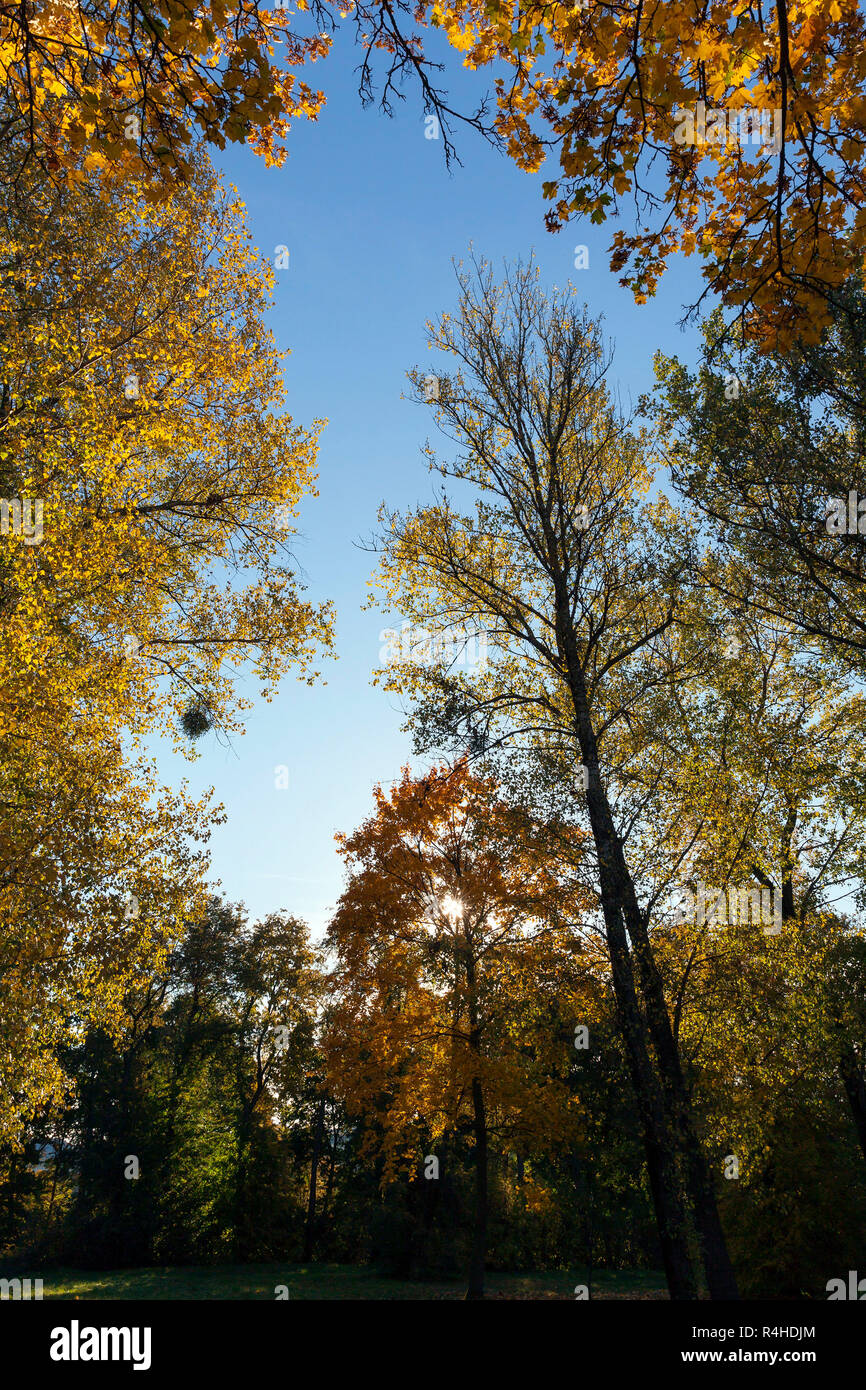 yellowed maple trees in the fall Stock Photo - Alamy