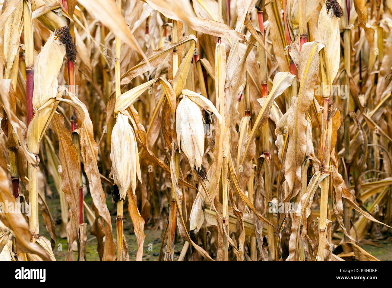 field of ripe corn Stock Photo - Alamy