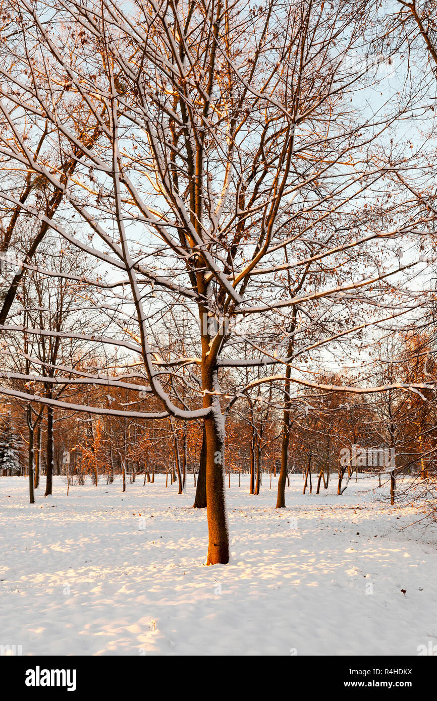 trees in the snow Stock Photo - Alamy