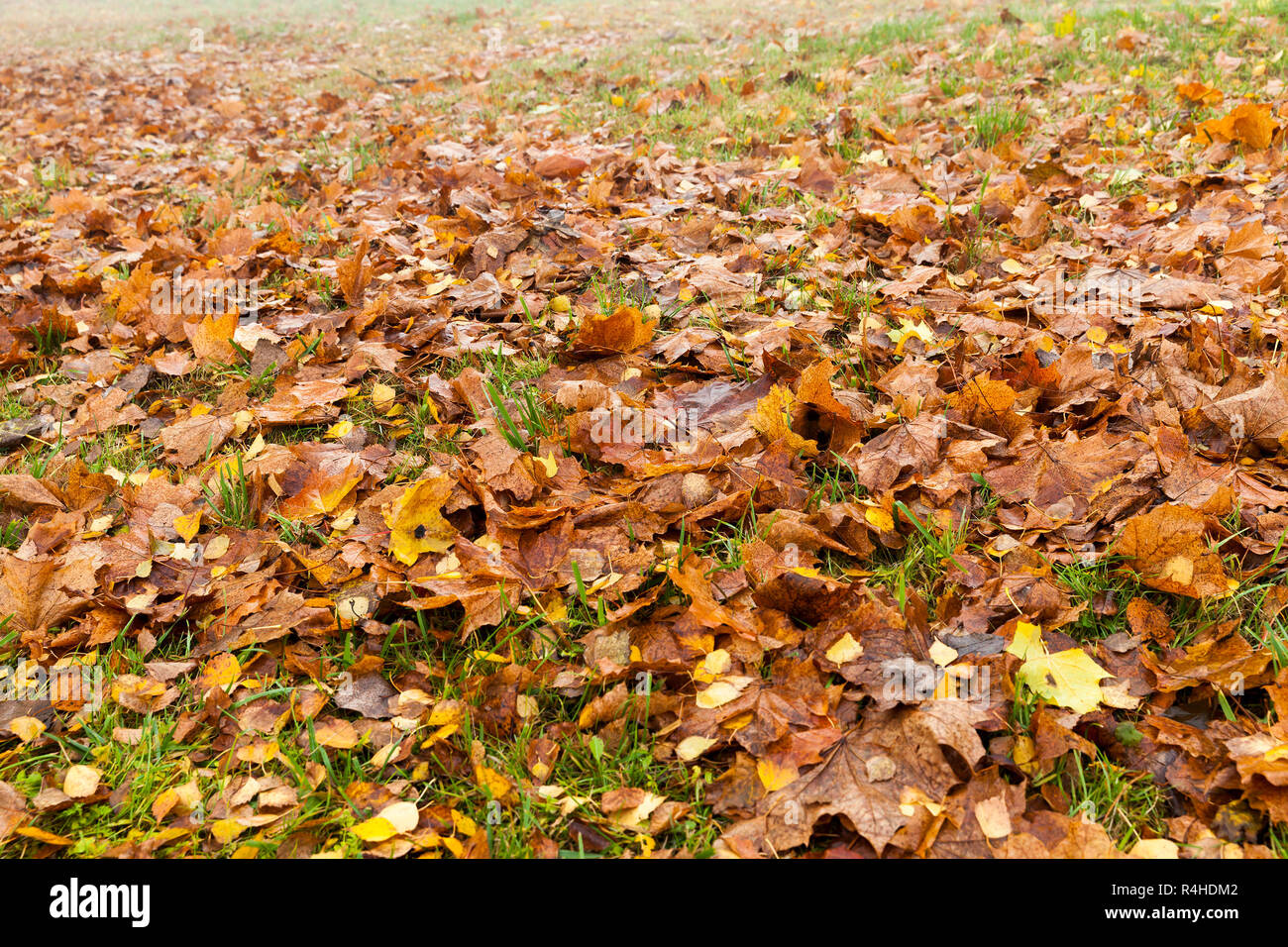 fallen leaves on the ground Stock Photo - Alamy