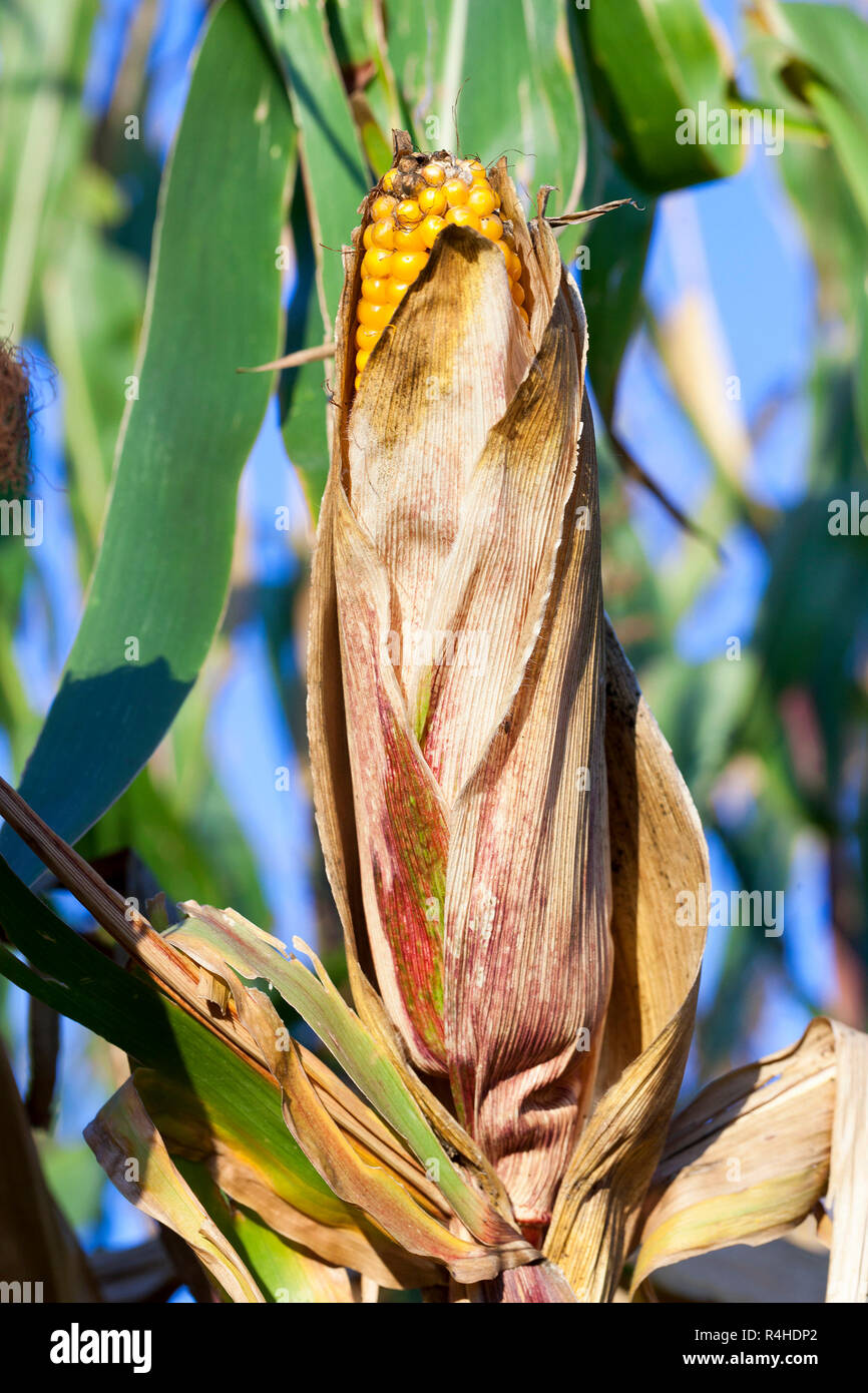 Field corn, agriculture Stock Photo - Alamy