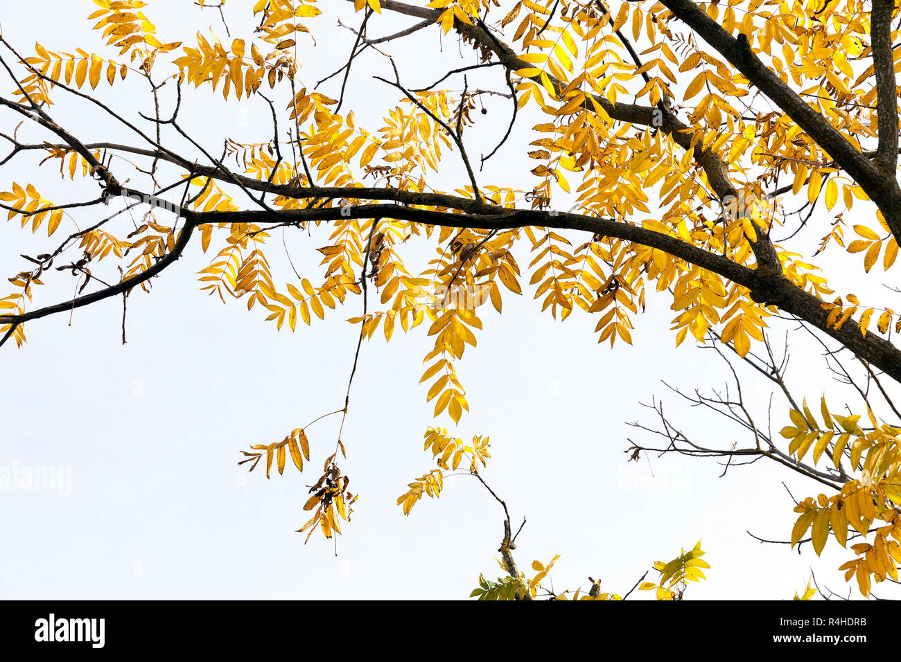 yellow leaves of the tree Stock Photo - Alamy