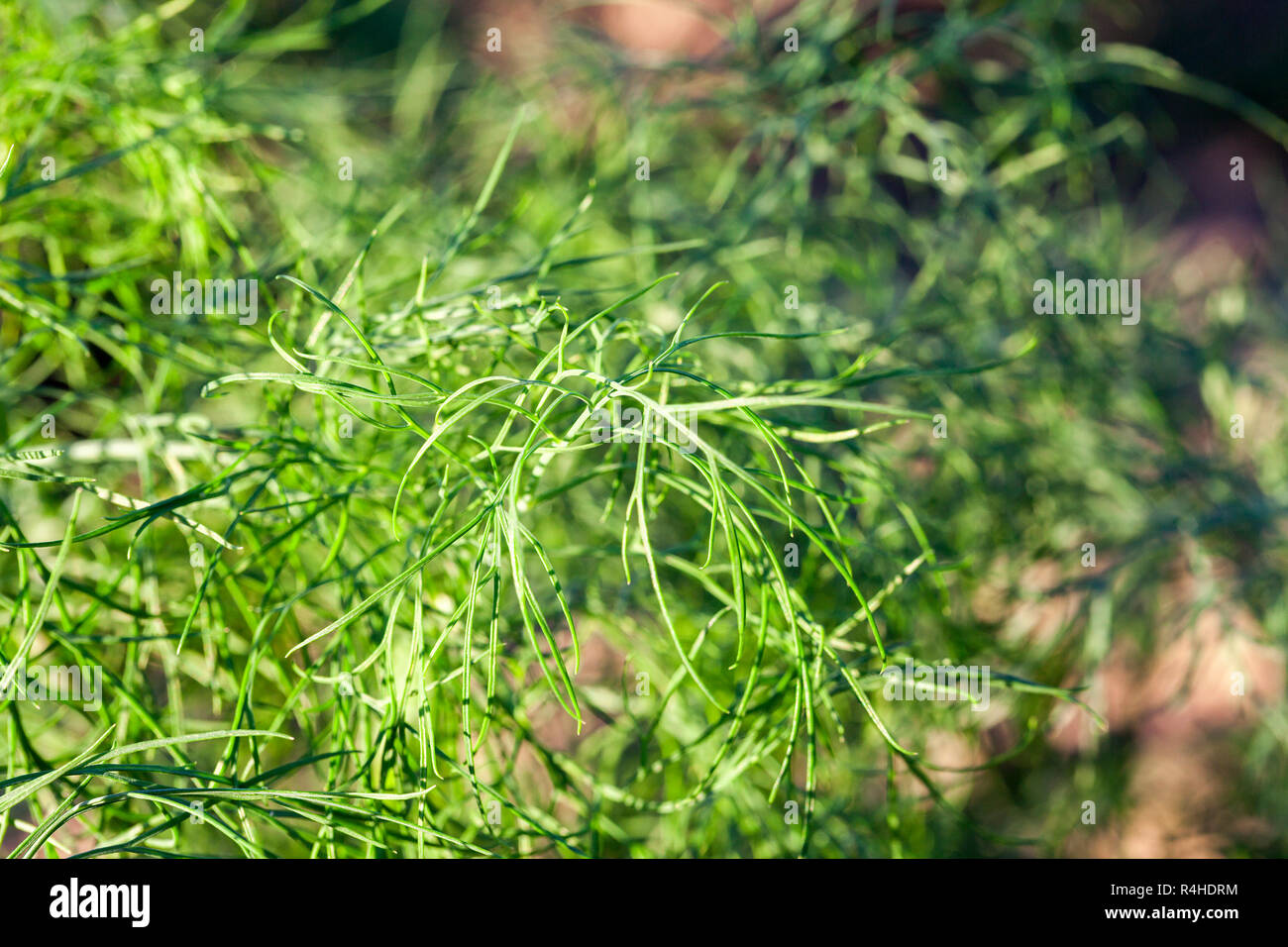 Nature background green luscious grass hi-res stock photography and ...