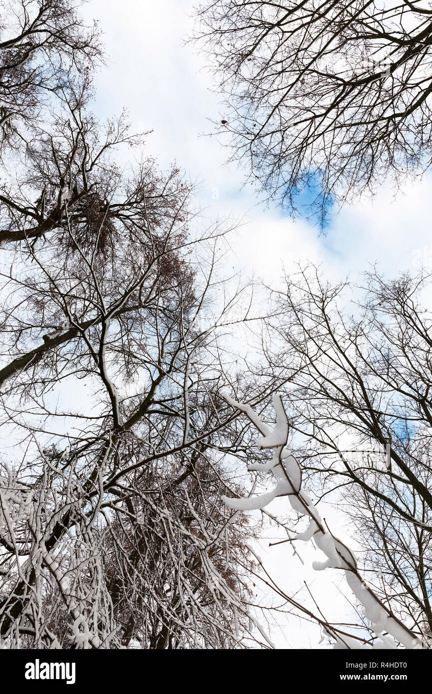 trees covered with snow Stock Photo - Alamy