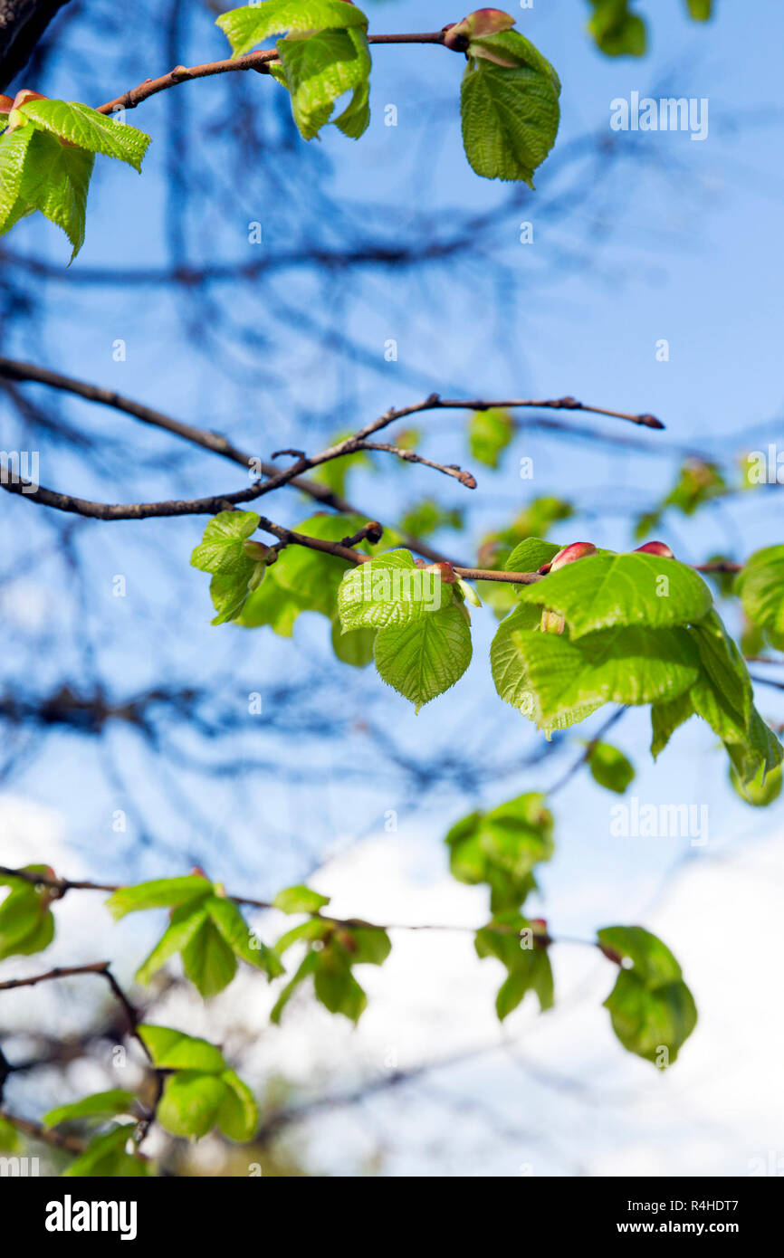 Linden tree seed hi-res stock photography and images - Alamy