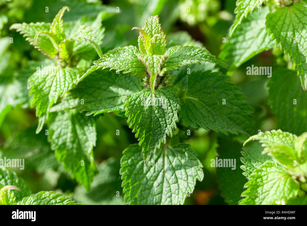 Bud nettles hi-res stock photography and images - Alamy