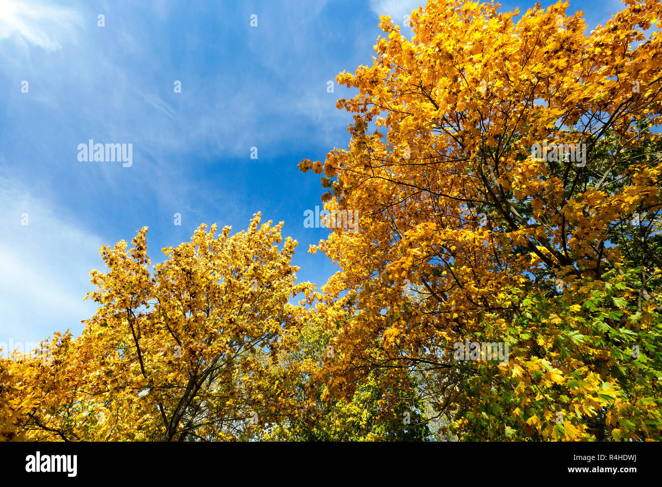 yellowed maple trees in the fall Stock Photo - Alamy