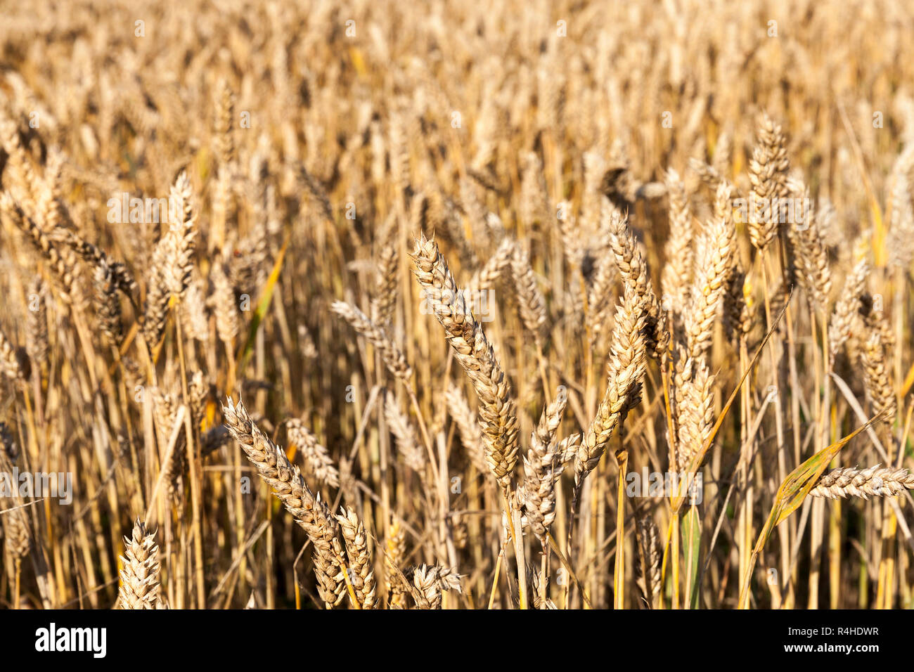 wheat farming field Stock Photo - Alamy