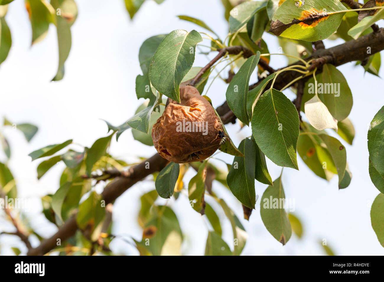 Spoiled pear hi-res stock photography and images - Alamy