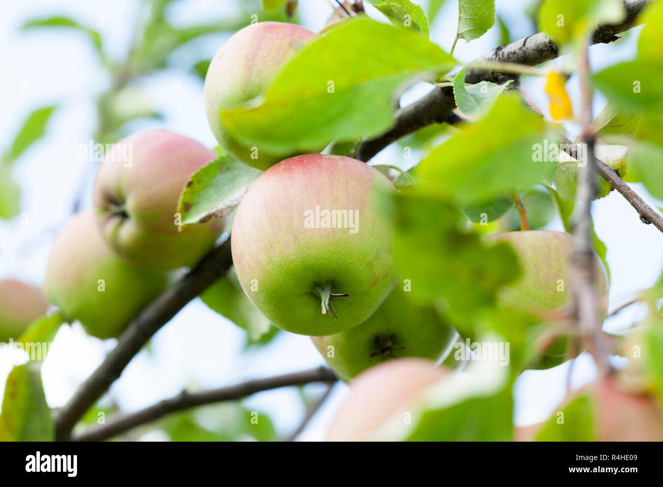 apples on the tree Stock Photo - Alamy